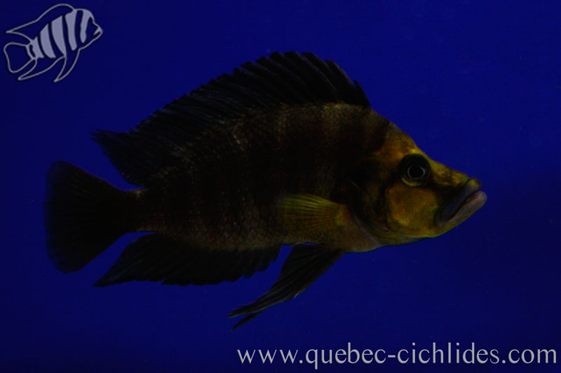 Altolamprologus compressiceps Golden Head - Québec Cichlidés