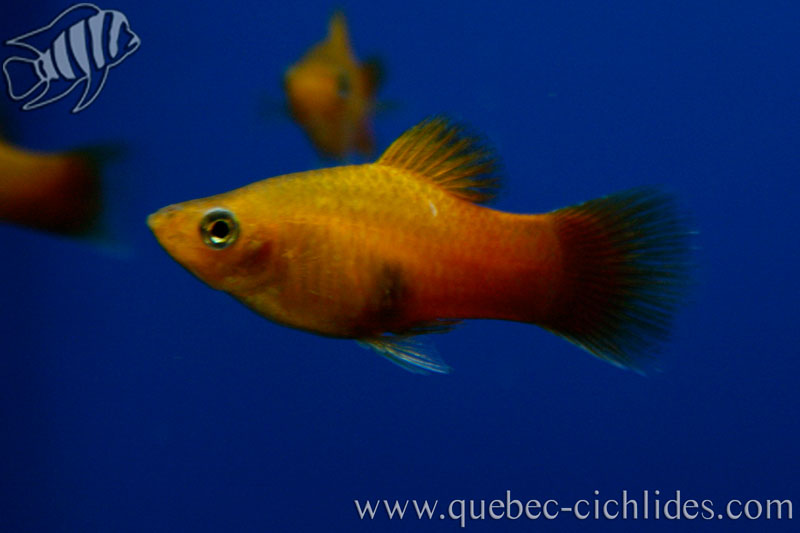 Sunset Platy - Québec Cichlidés