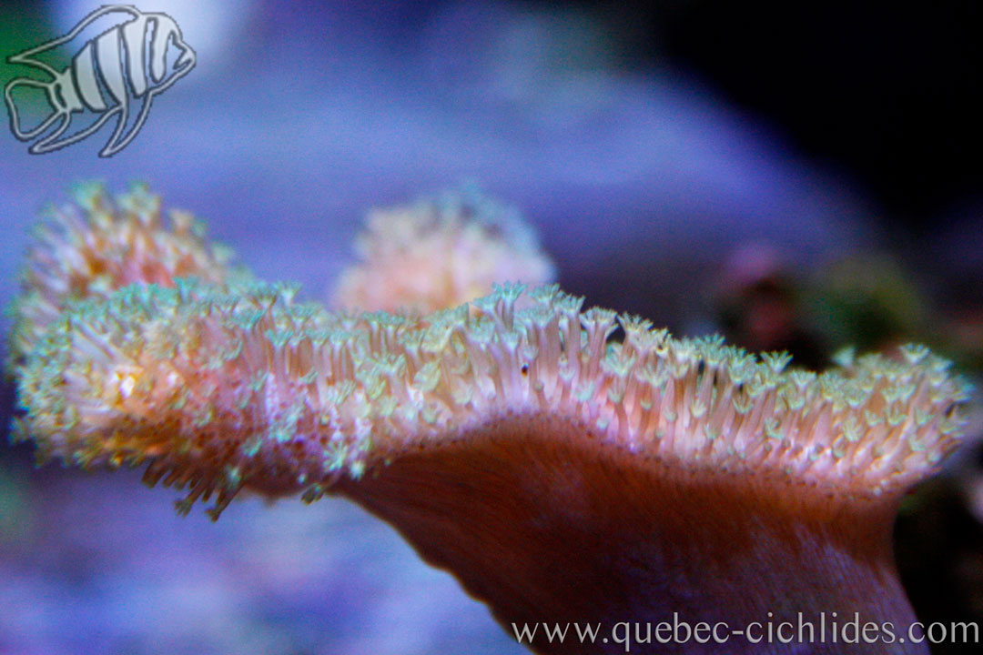 Toadstool Leather - Green - Québec Cichlidés