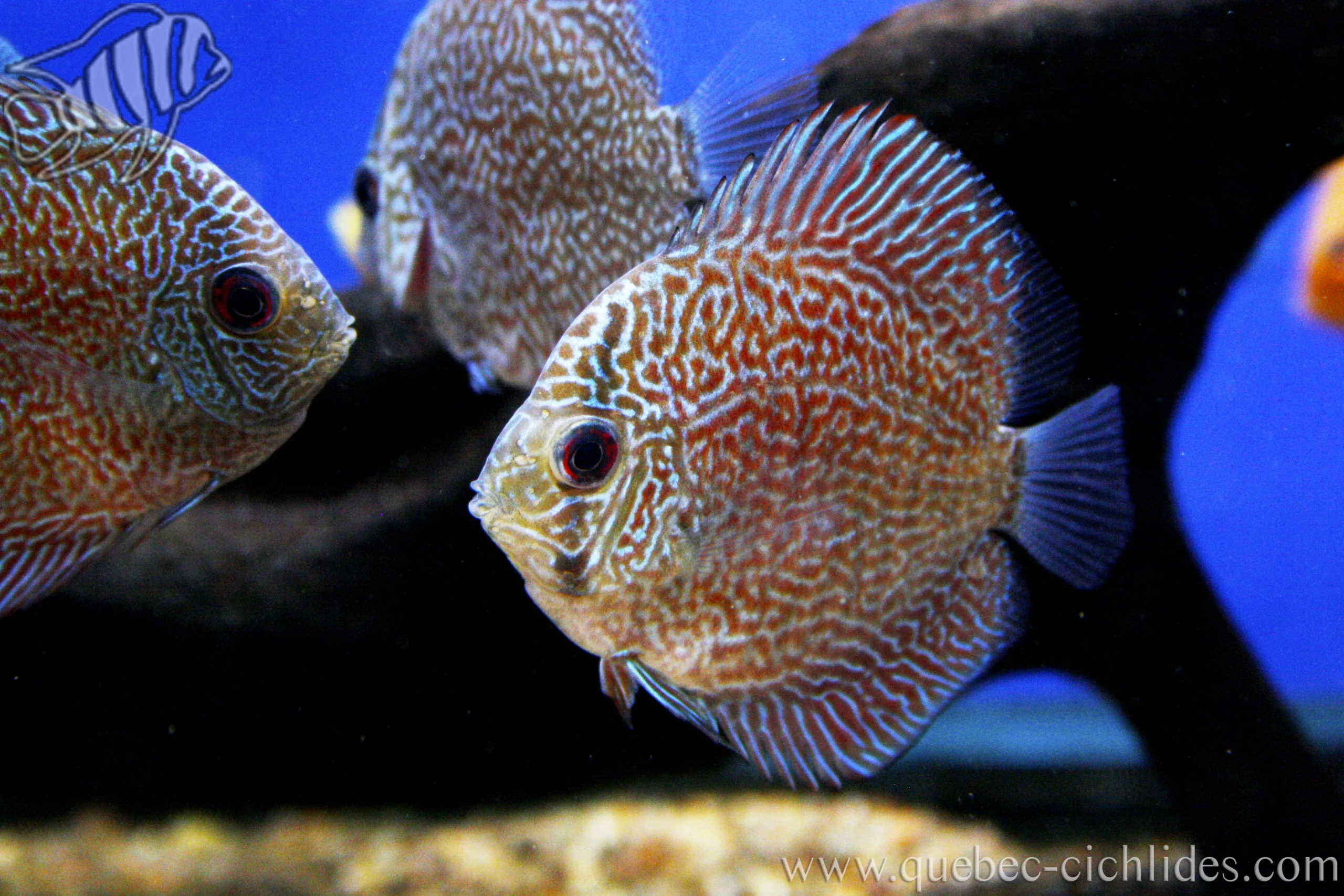 Discus Leopard Rouge - Québec Cichlidés